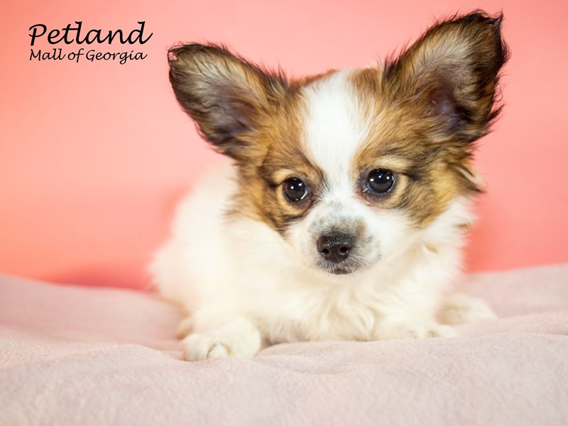 Papillon Puppy Sable / White ID:7456 Located at Petland Mall of Georgia
