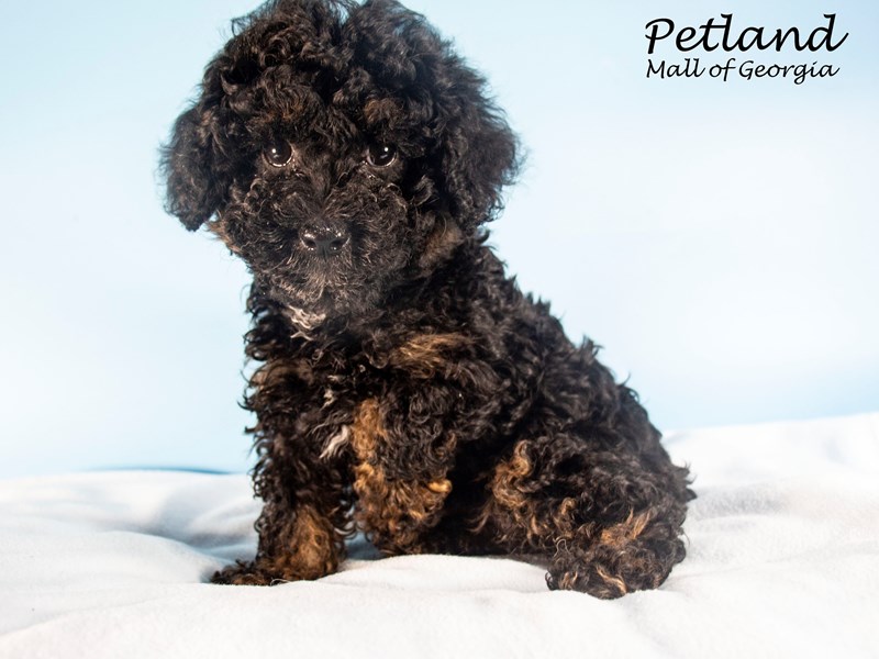 Miniature Poodle Puppy Black / Tan ID:7472 Located at Petland Mall of ...