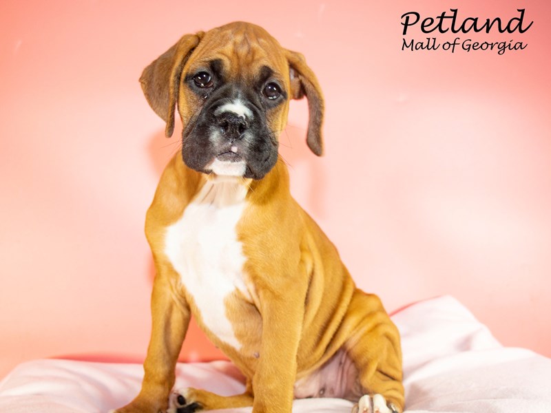 Boxer-DOG-Female-Fawn-3672120-Petland Mall of Georgia