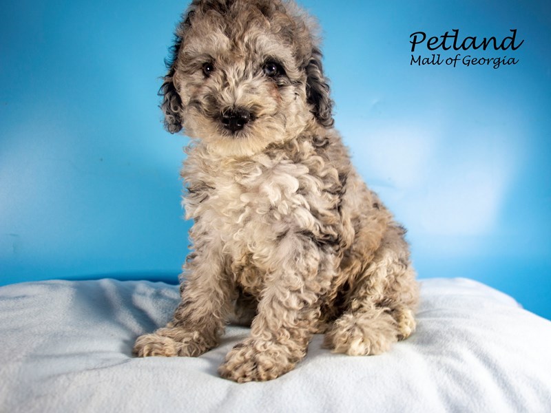Miniature Sheepadoodle Puppy Merle ID:7498 Located at Petland Mall of ...