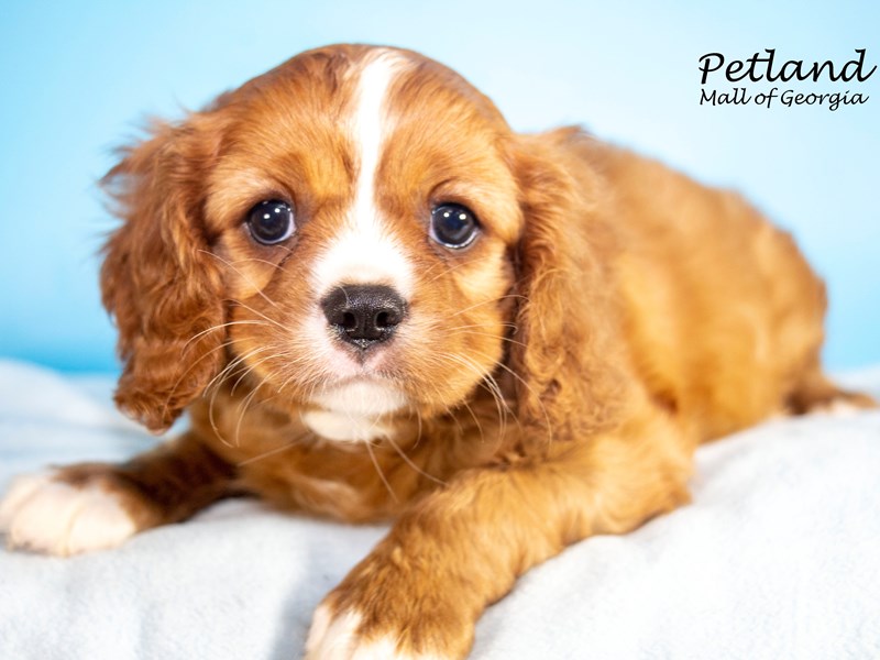 Cavapoo Puppy Red ID:7545 Located at Petland Mall of Georgia