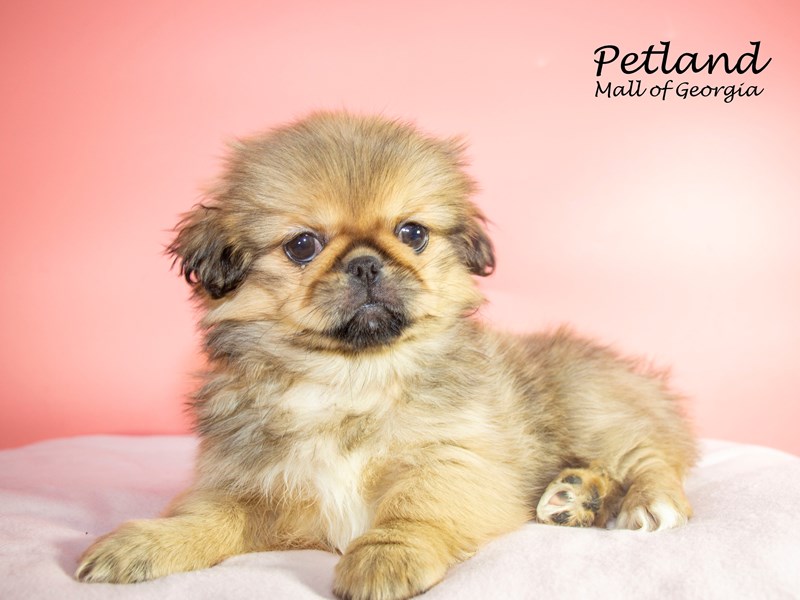 Pekingese Puppy Brindle ID:7532 Located at Petland Mall of Georgia