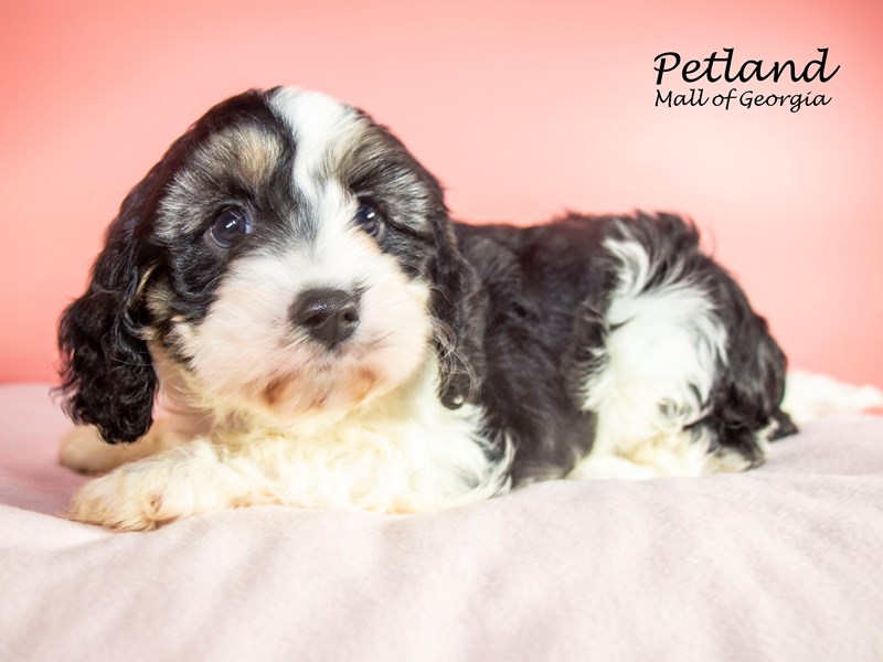 Cavapoo Puppy Tri-Colored ID:7538 Located at Petland Mall of Georgia