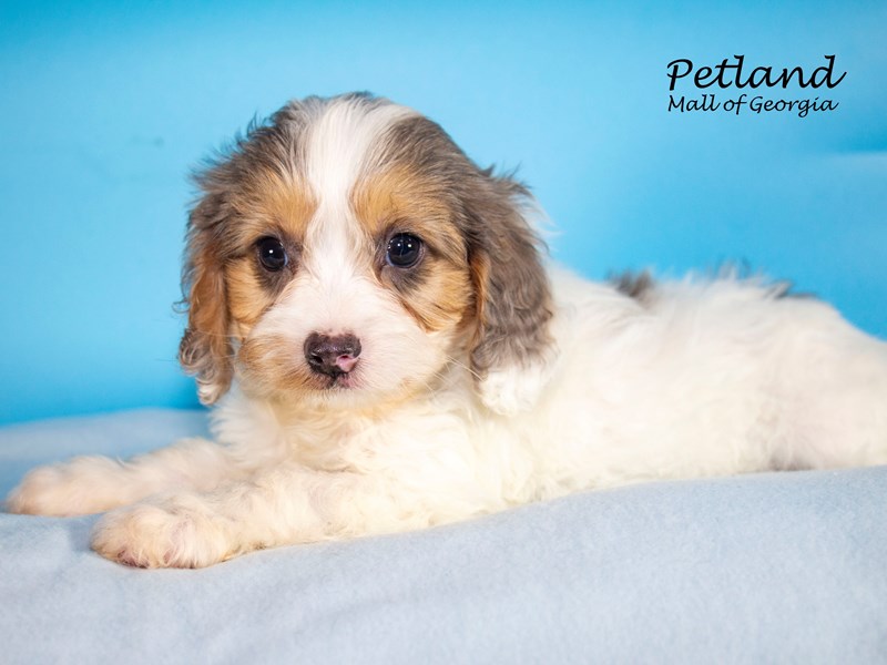 Cavapoo Puppy Blue Merle / Tan ID:7577 Located at Petland Mall of Georgia