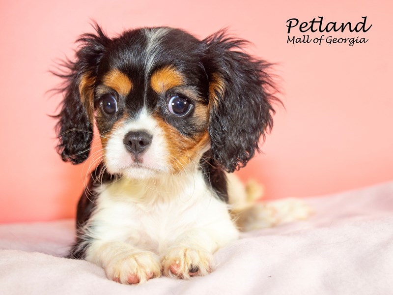 Cavalier King Charles Spaniel Puppy Tri-Colored ID:7611 Located at ...