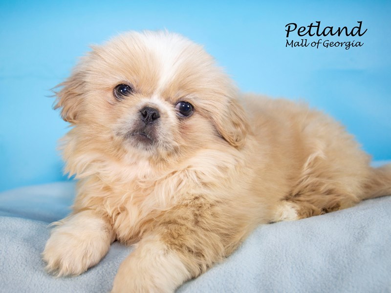 Pekingese Puppy Cream ID:7589 Located at Petland Mall of Georgia