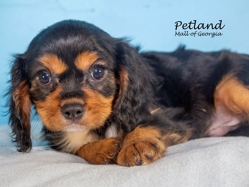 Cavalier King Charles Spaniel Puppy Tri-Colored ID:7612 Located at ...
