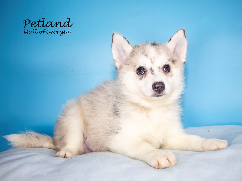 Pomsky Puppy With Blue Eyes