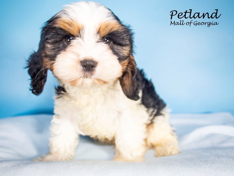 Cavachon Puppy Tri-Colored ID:7662 Located at Petland Mall of Georgia