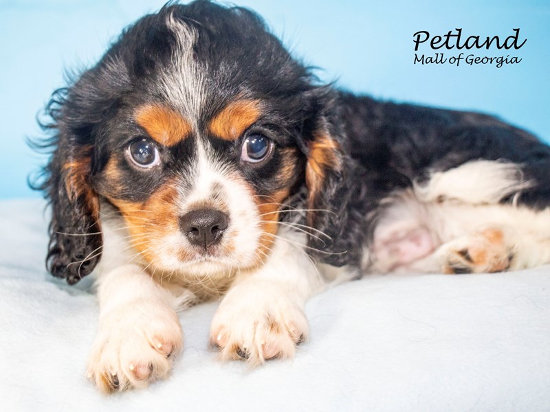 Cavalier King Charles Spaniel Puppy Tri-Colored ID:7675 Located at ...