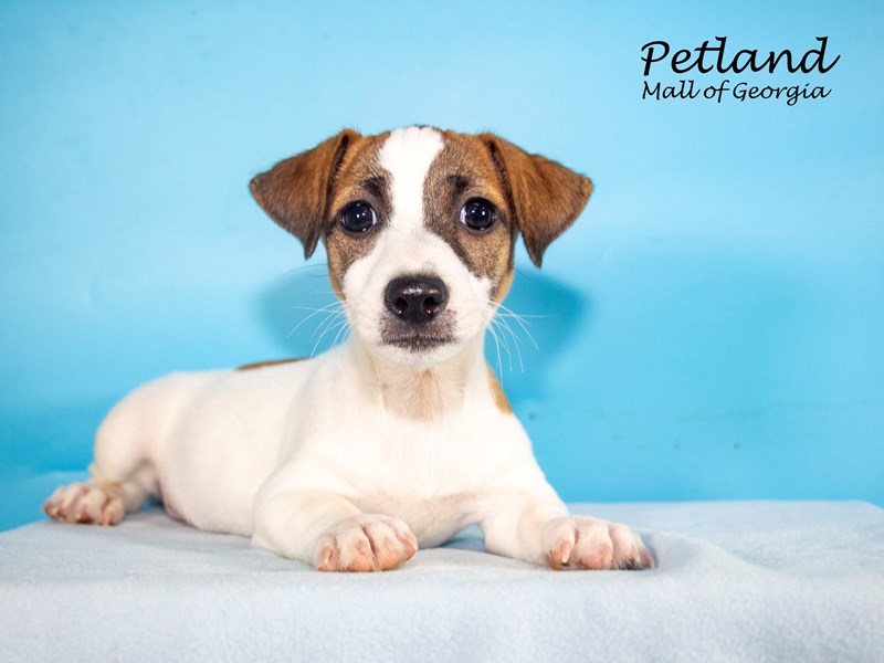 Jack Russell Terrier Puppy Brown / White ID:7692 Located at Petland ...
