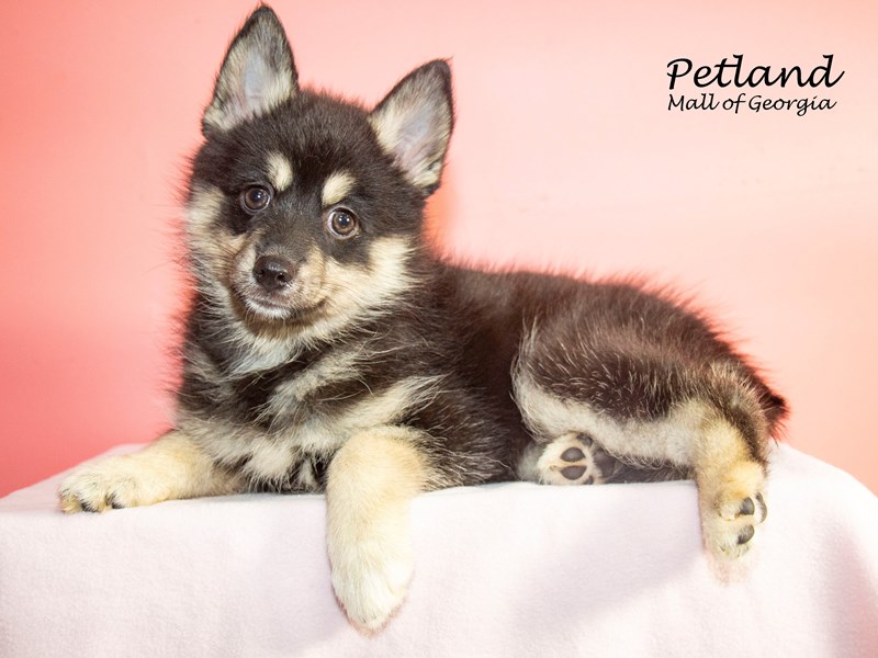 Pomsky Puppy Black / Tan ID:7694 Located at Petland Mall of Georgia