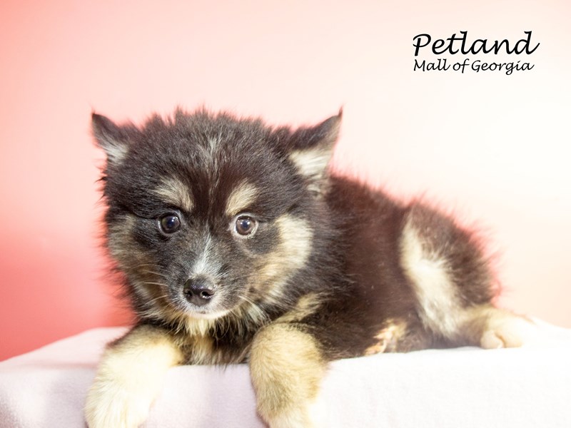 Pomsky Puppy Black / Tan ID:7710 Located at Petland Mall of Georgia