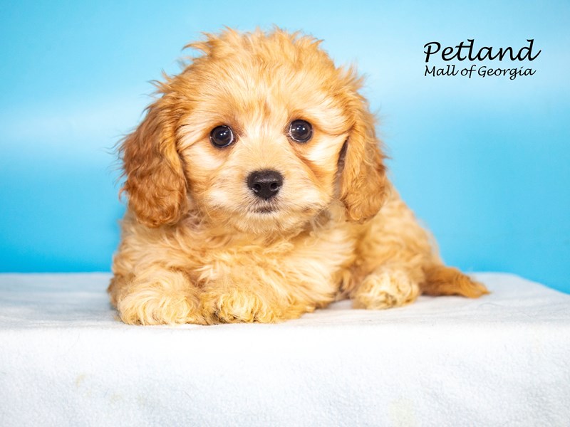 Cavapoo Puppy Blenheim ID:7737 Located at Petland Mall of Georgia