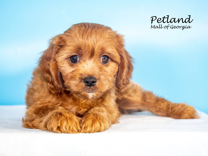 Cavapoo Puppy Red ID:7750 Located at Petland Mall of Georgia