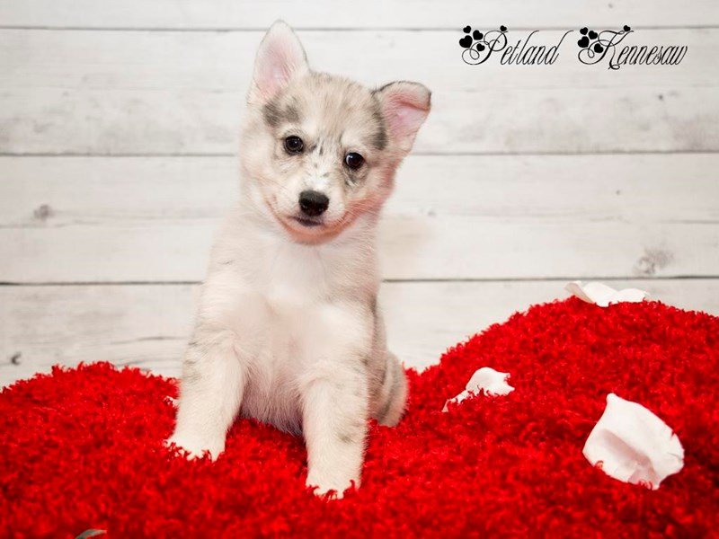 Pomsky Puppy Sable ID:19955 Located at Petland Mall of Georgia