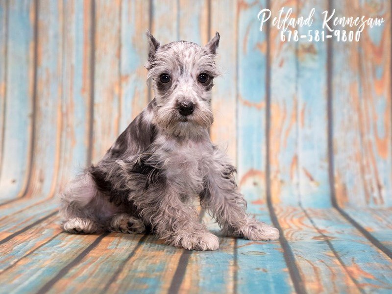 Miniature Schnauzer Puppy Blue Merle ID:20399 Located at Petland Mall ...