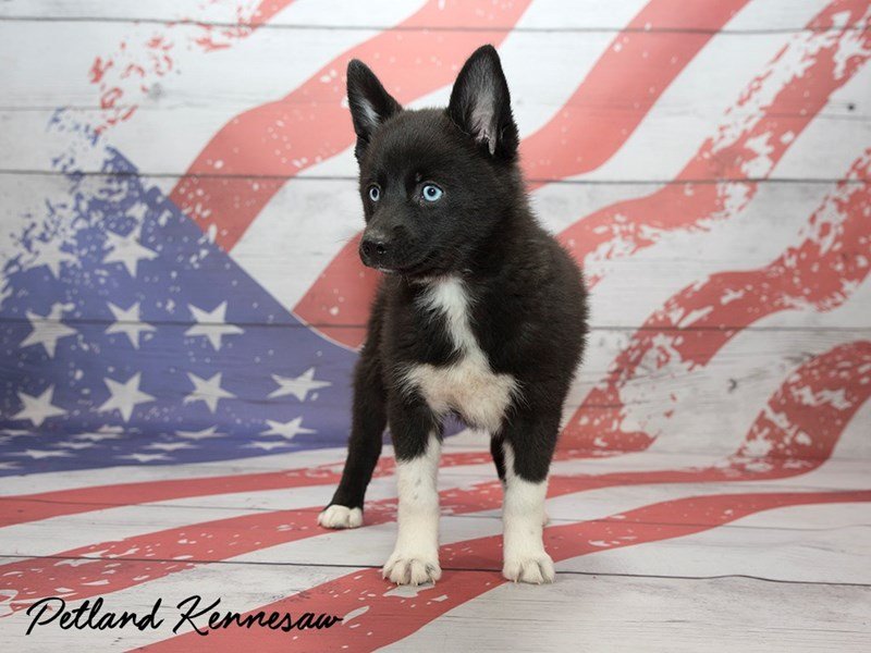 Pomsky Puppy Black / White ID:20464 Located at Petland Mall of Georgia