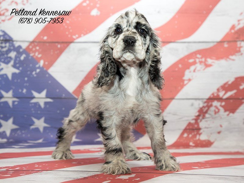 Cocker Spaniel Puppy Blue Merle ID:20541 Located at Petland Mall of Georgia