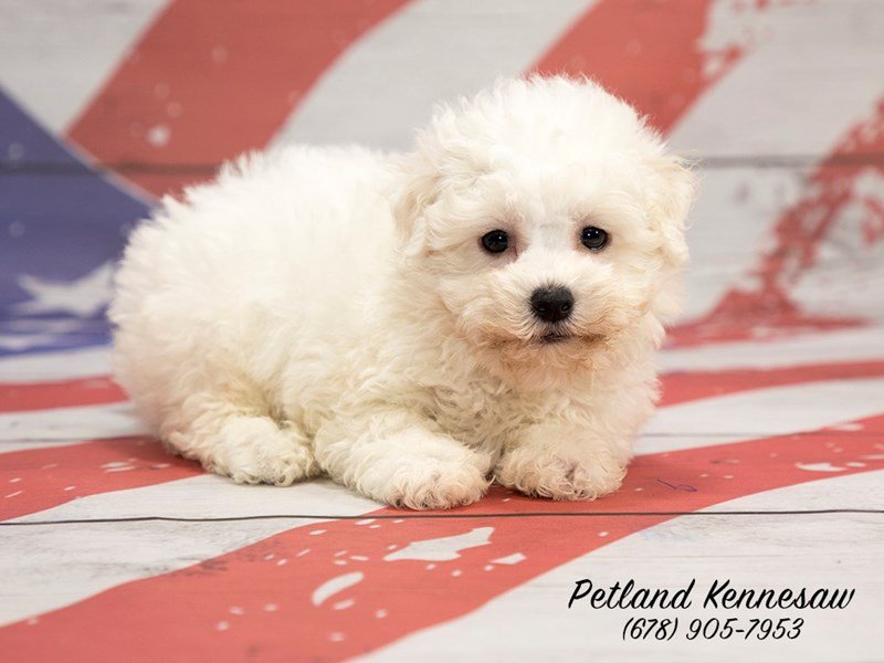 Bichon Frise Puppy White ID:20624 Located at Petland Mall of Georgia