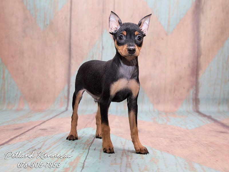 Miniature Pinscher Puppy Black / Rust ID:20658 Located at Petland Mall ...