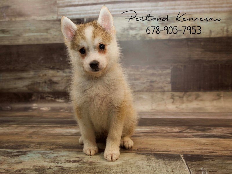 Pomsky Puppy Agouti / White ID:21058 Located at Petland Mall of Georgia