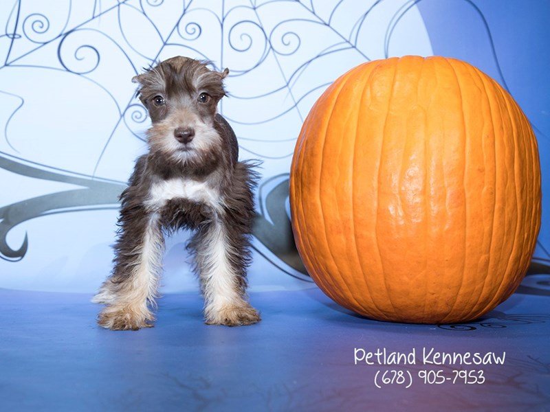 Miniature Schnauzer Puppy CHOCOLATE TAN ID:21202 Located at Petland ...