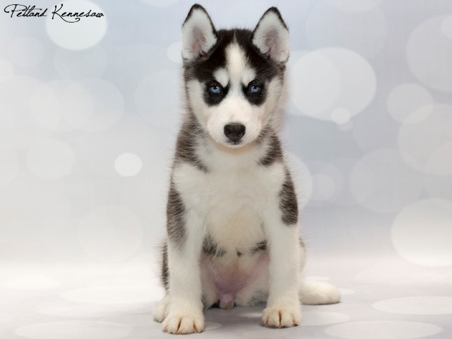 Siberian Husky-DOG---SIBERIANHUSKYSIBERIANHUSKY14JPG-Petland Mall of ...