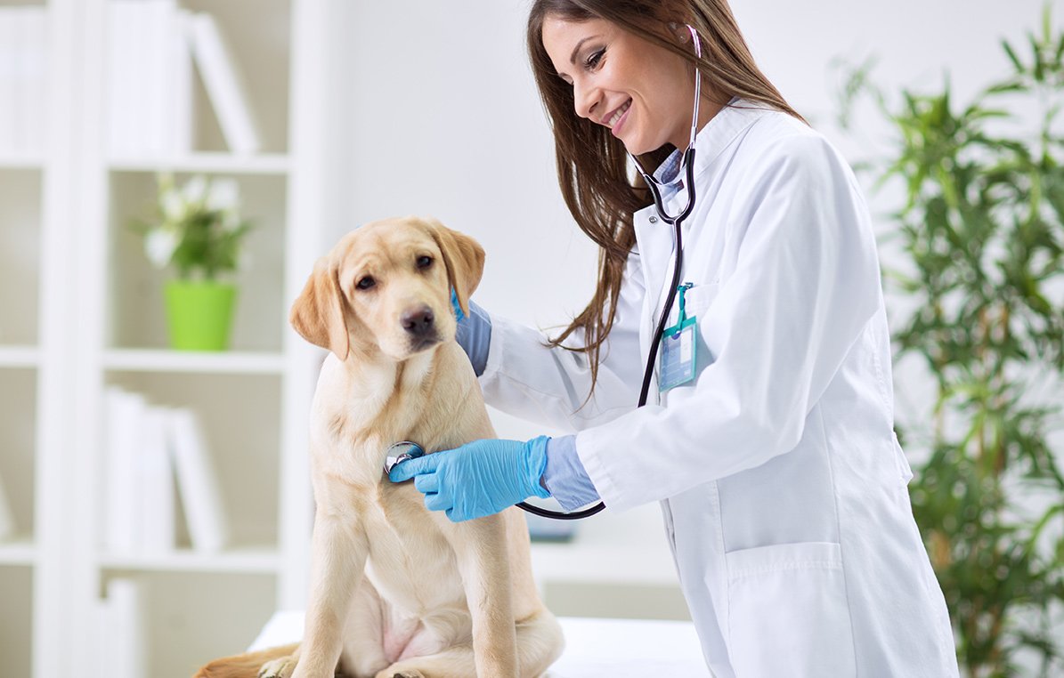 Support Team - Petland Mall of Georgia