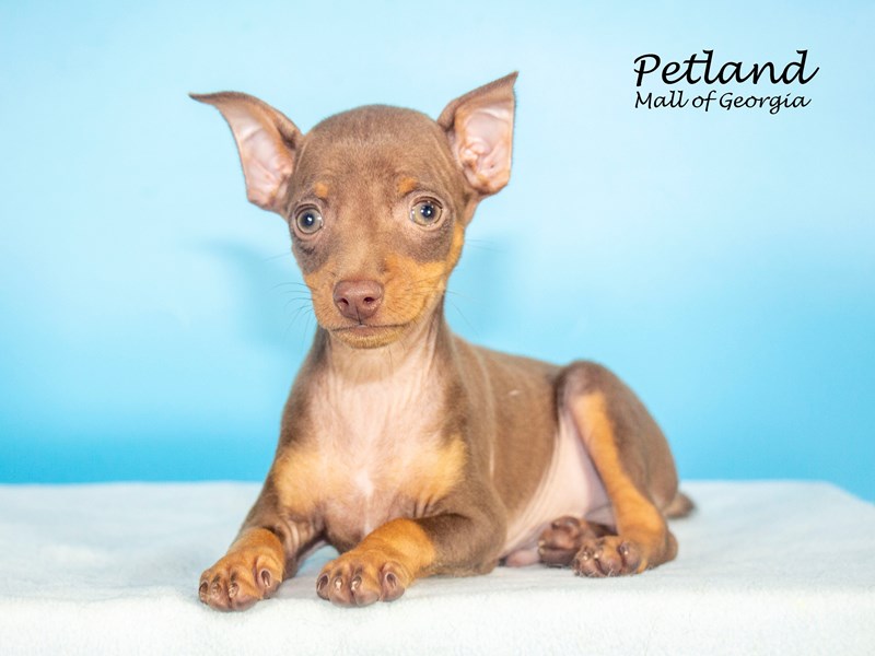 Miniature Pinscher Small Animal Chocolate / Tan ID:7919 Located at ...