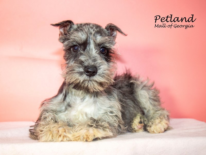 Miniature Schnauzer-Dog-Female-Blue Merle-3785887-Petland Mall of Georgia
