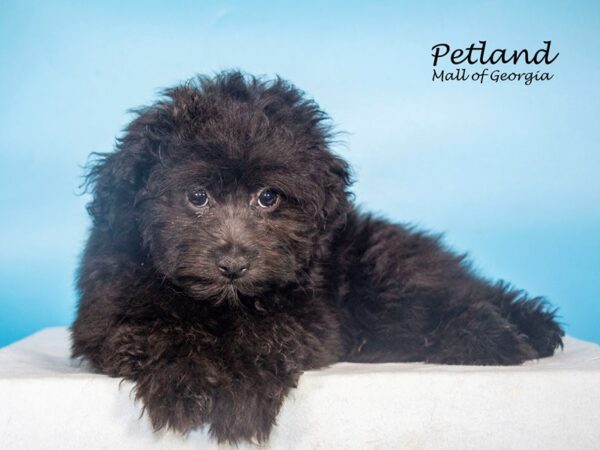 Pomapoo Puppies Breed - Petland Mall of Georgia
