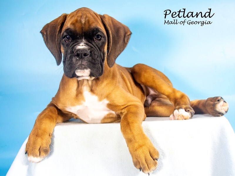 Boxer Puppies - Breed Info - Petland Mall of Georgia