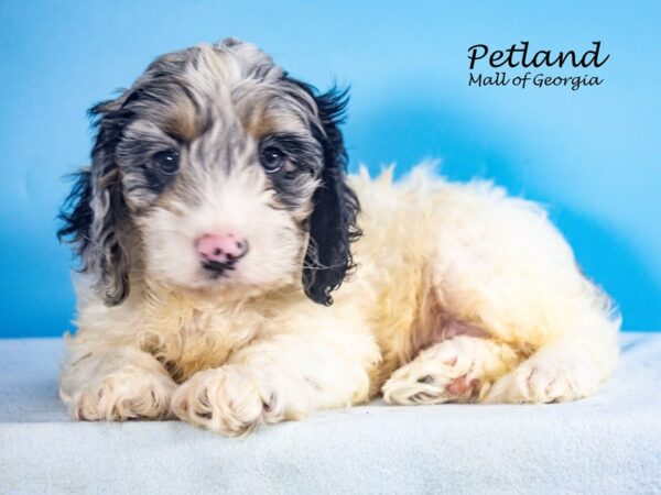 Cockapoo-DOG-Male-BLUE MERLE-3558160-Petland Mall of Georgia