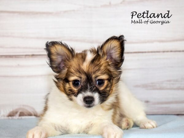 Papillon-DOG-Female-SABLE WHITE-2794226-Petland Mall of Georgia