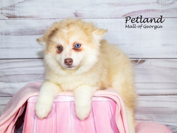 Pomsky 2nd Gen-DOG-Male-Red / White-3725521-Petland Mall of Georgia