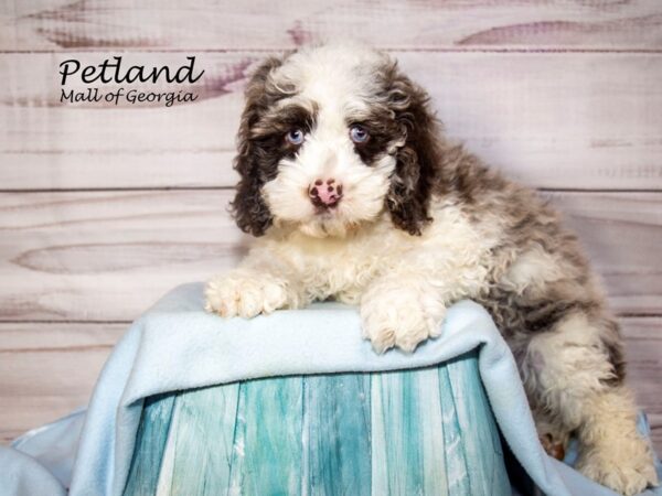 Cockapoo-Dog-Male-Buff-3876913-Petland Mall of Georgia