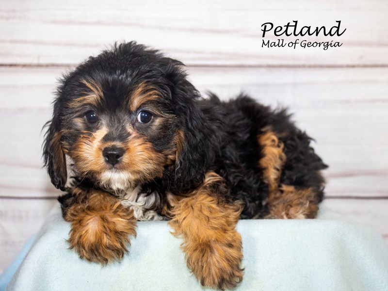 Cavapoo-Dog-Male-Tri-Colored-3887993-Petland Mall of Georgia
