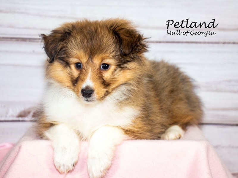 Shetland Sheepdog Small Animal Sable Merle ID:8269 Located at Petland ...