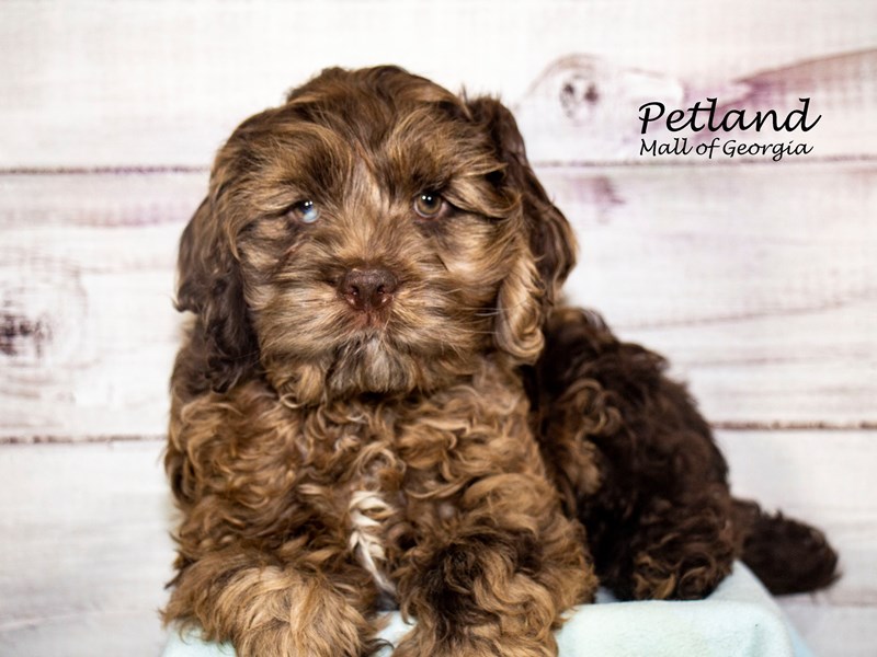 Cockapoo Small Animal Chocolate Merle ID:8324 Located at Petland Mall ...