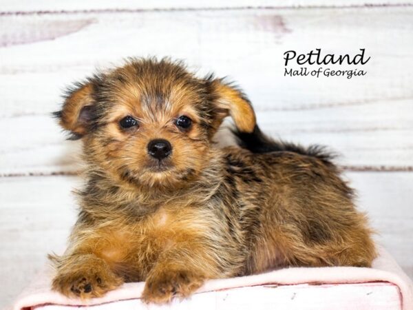 Porkie-DOG-Male-Black Sable-3661743-Petland Mall of Georgia