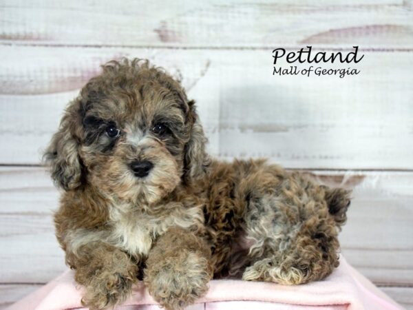 Miniature Poodle-DOG-Male-BLUE MERLE-3505146-Petland Mall of Georgia