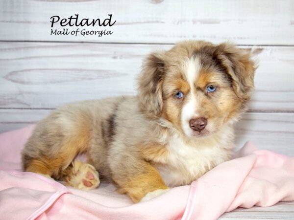 Miniature American Shepherd-Dog-Female-Blue Merle-3831603-Petland Mall ...