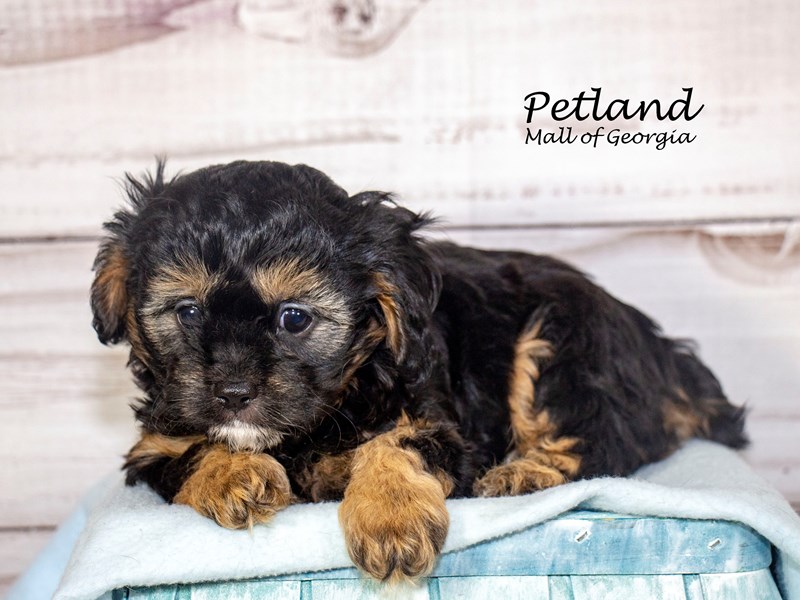 Cavapoo-Dog-Male-Black / Tan-3911756-Petland Mall of Georgia