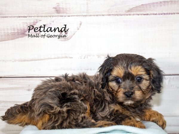 Cavapoo-DOG-Male-Tan-2054732-Petland Mall of Georgia