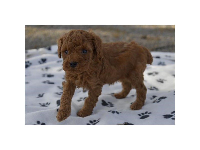 Miniature Poodle-Dog-Male-Red-3930051-Petland Mall of Georgia