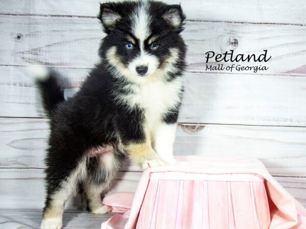 Pomsky-DOG-Female-Black / Tan-3741001-Petland Mall of Georgia