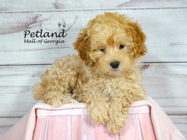 Cavapoo-Dog-Female-Black / White-3841476-Petland Mall of Georgia