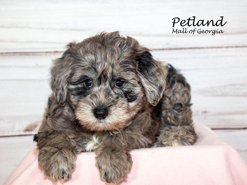 Schnoodle Small Animal Blue Merle ID:8264 Located at Petland Mall of ...