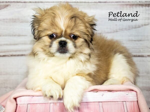 Pekingese-DOG-Male-White / Chocolate-2362431-Petland Mall of Georgia